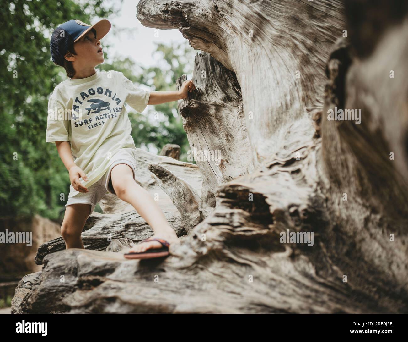 Boy climbing in a tree hi-res stock photography and images - Alamy