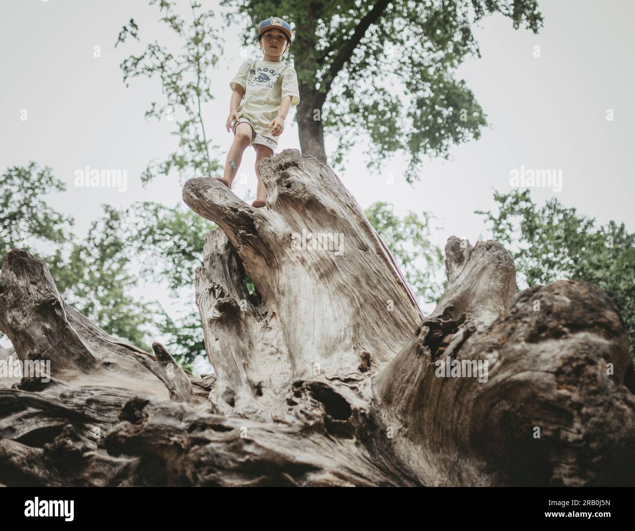 Boy climbing on a tree trunk in the forest Stock Photo - Alamy