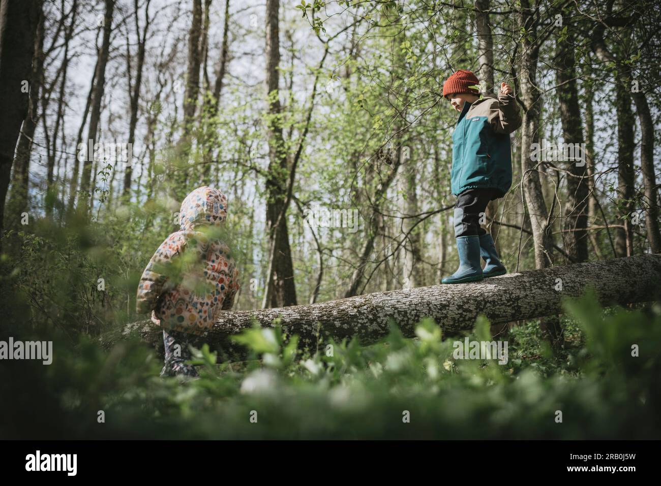 Boy balancing on a tree trunk in the forest Stock Photo - Alamy