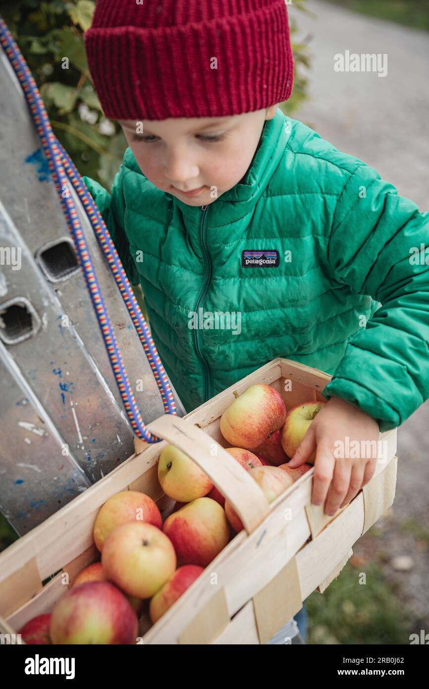 Little boy harvesting apples Stock Photo - Alamy