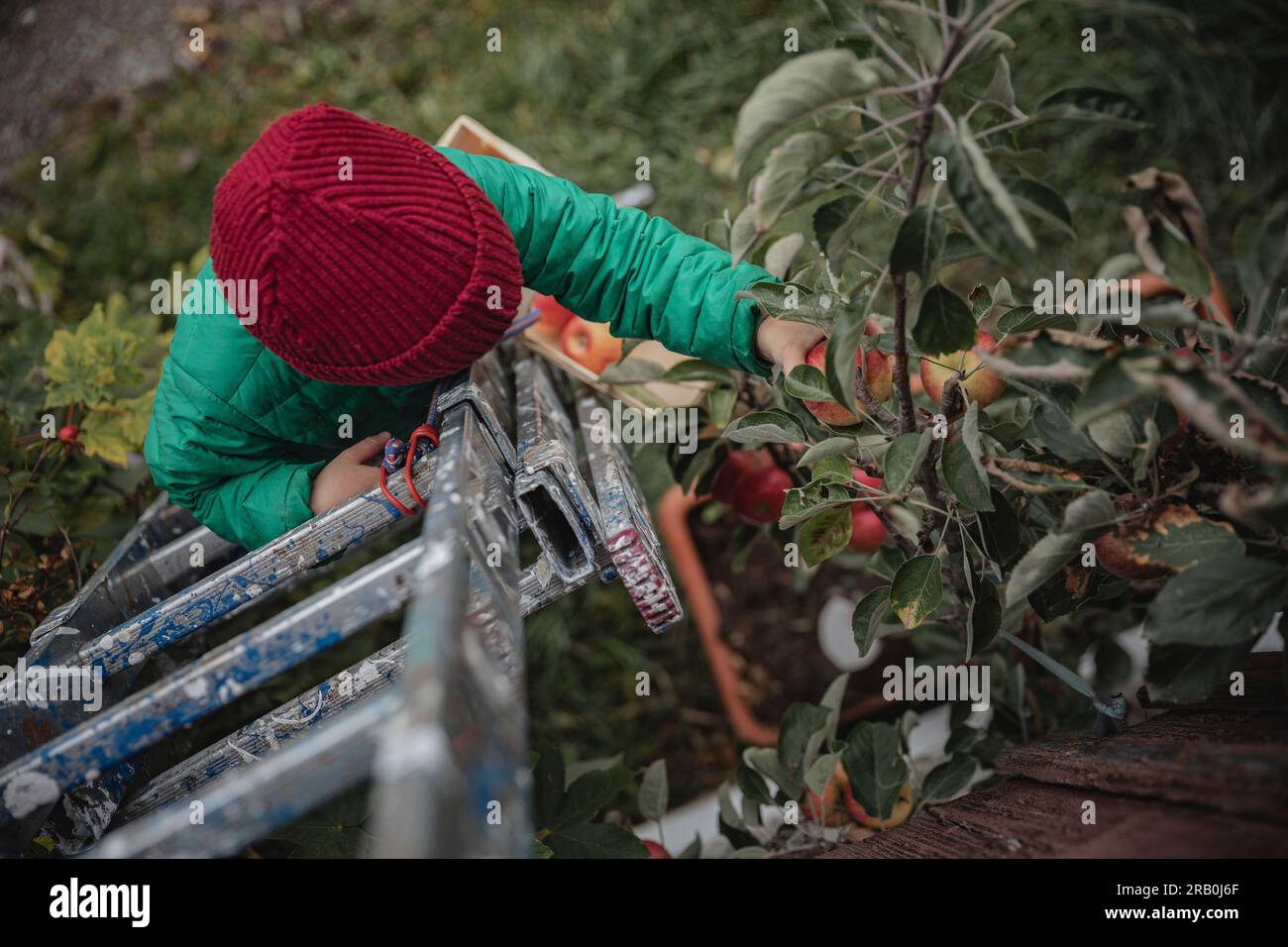Mother and son harvesting apples Stock Photo - Alamy