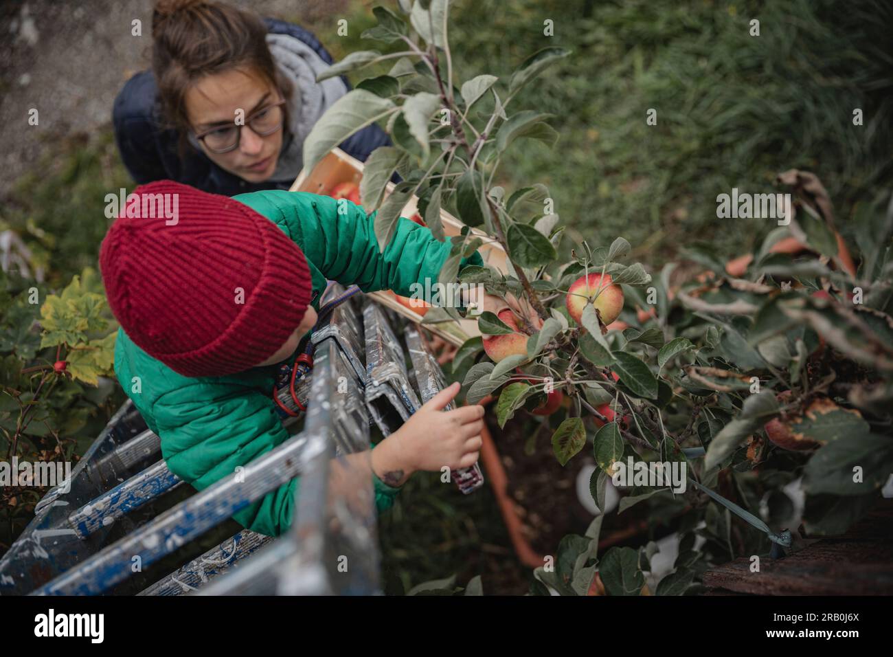 Mother and son harvesting apples Stock Photo - Alamy