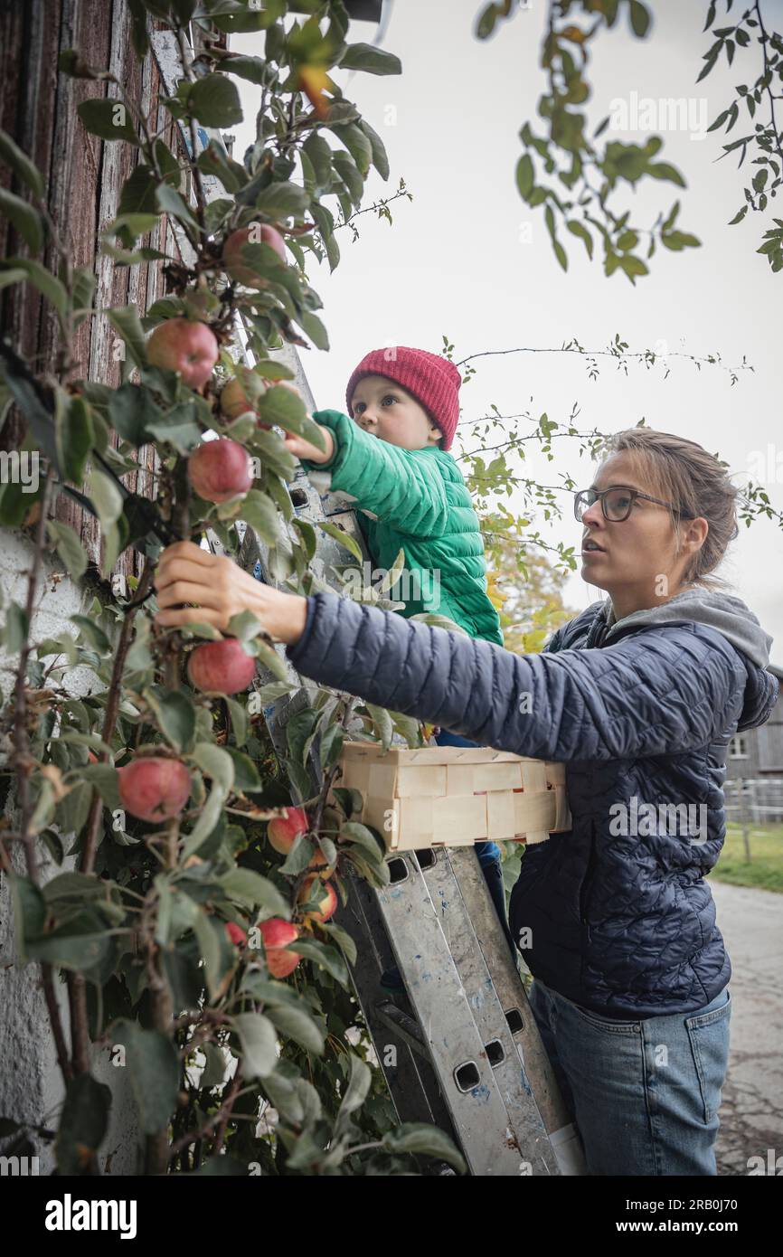 Mother and son harvesting apples Stock Photo - Alamy