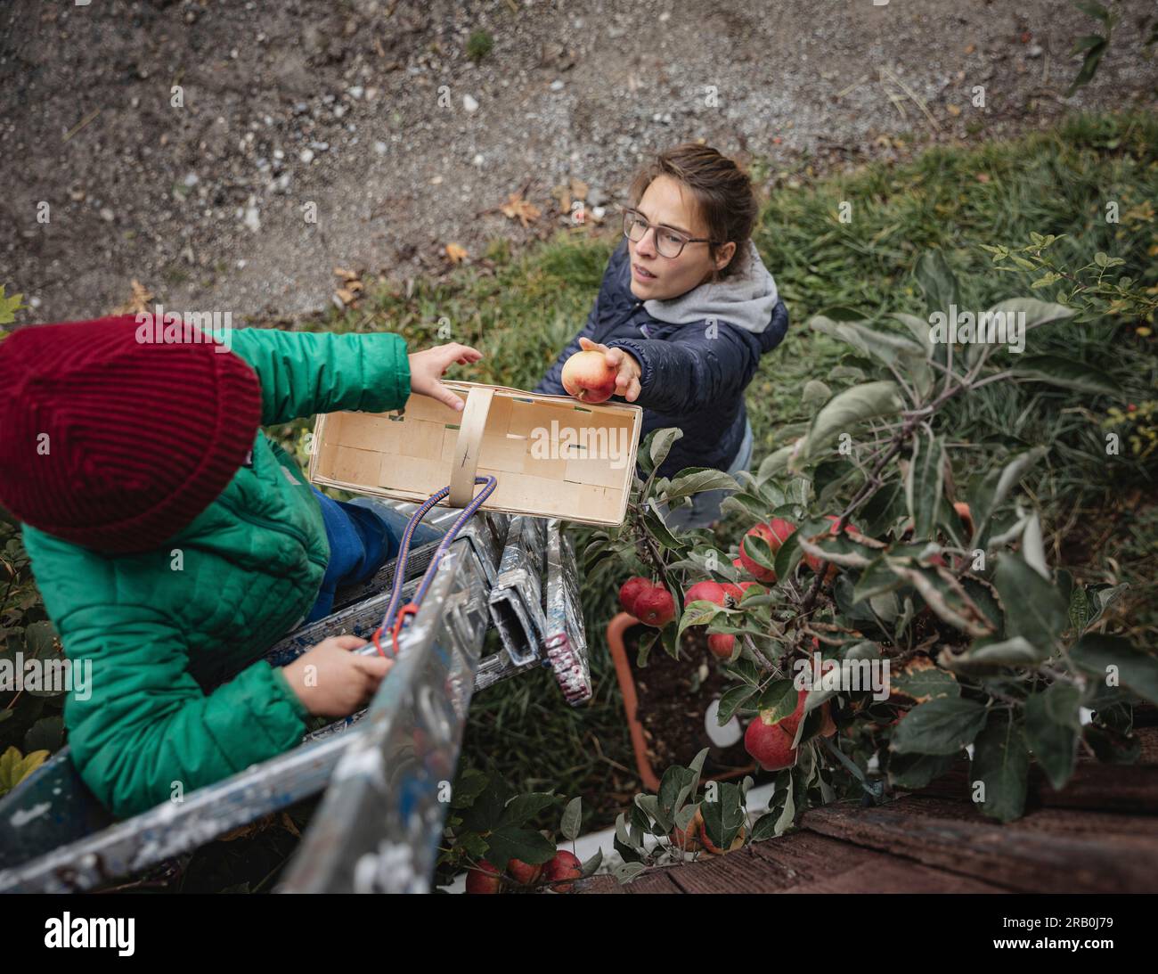 Mother and son harvesting apples Stock Photo - Alamy