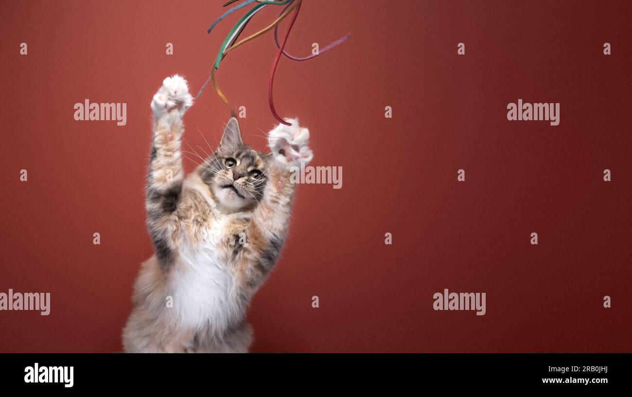 maine coon cat playing rearing up reaching for strings of cat toy. the ...