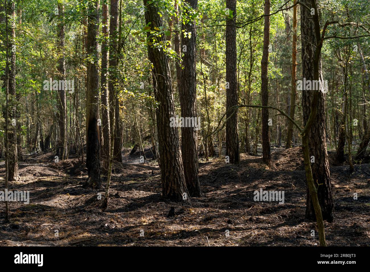 Criminal investigation department hi-res stock photography and images ...