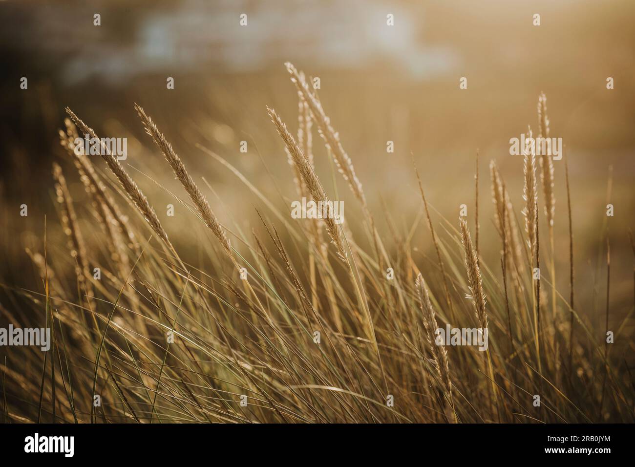 Dune vegetation dune hi-res stock photography and images - Alamy