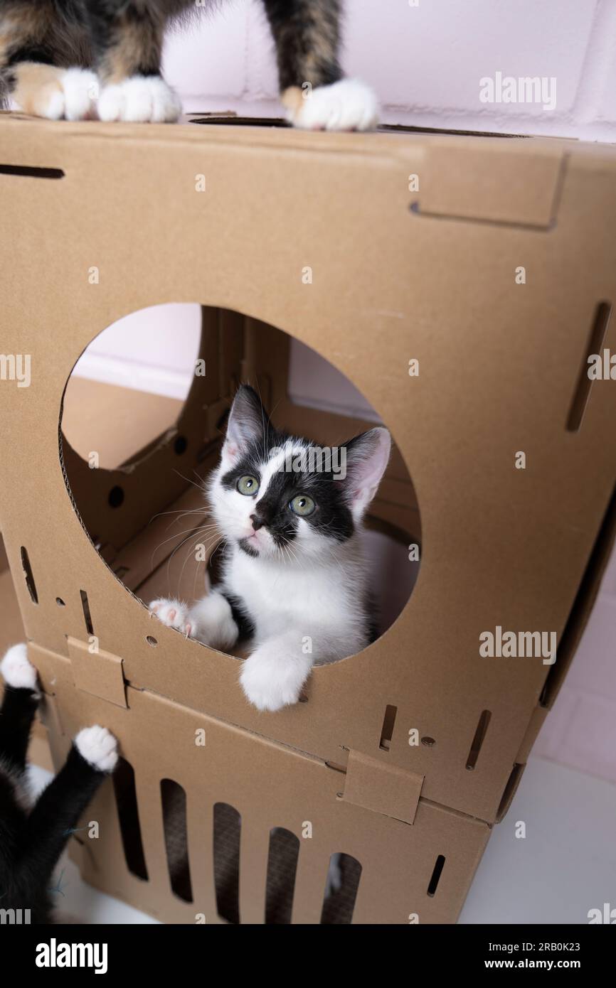 cute kitten inside of cardboard box looking out of hole. playful ...