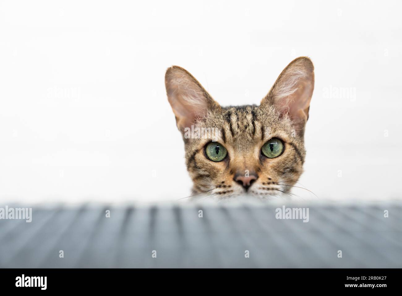shy bengal cat hiding behind step of a staircase looking at camera ...