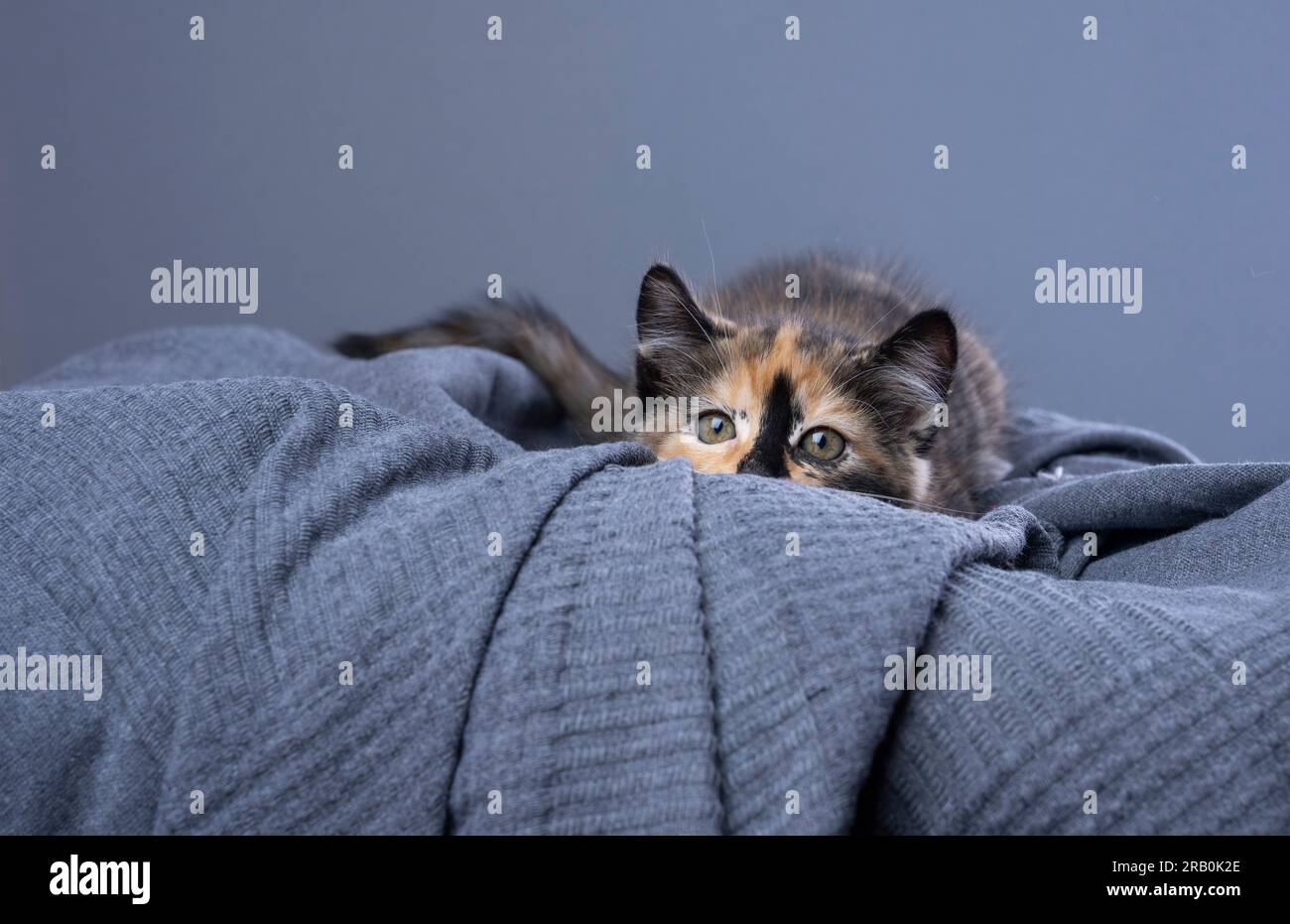 cute playful calico kitten on the hunt. the cat is crouching with ...