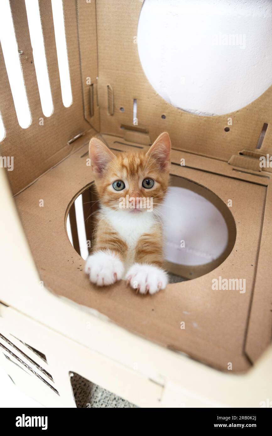 Cute ginger kitten peeking out of hole in cardboard box hi-res stock ...