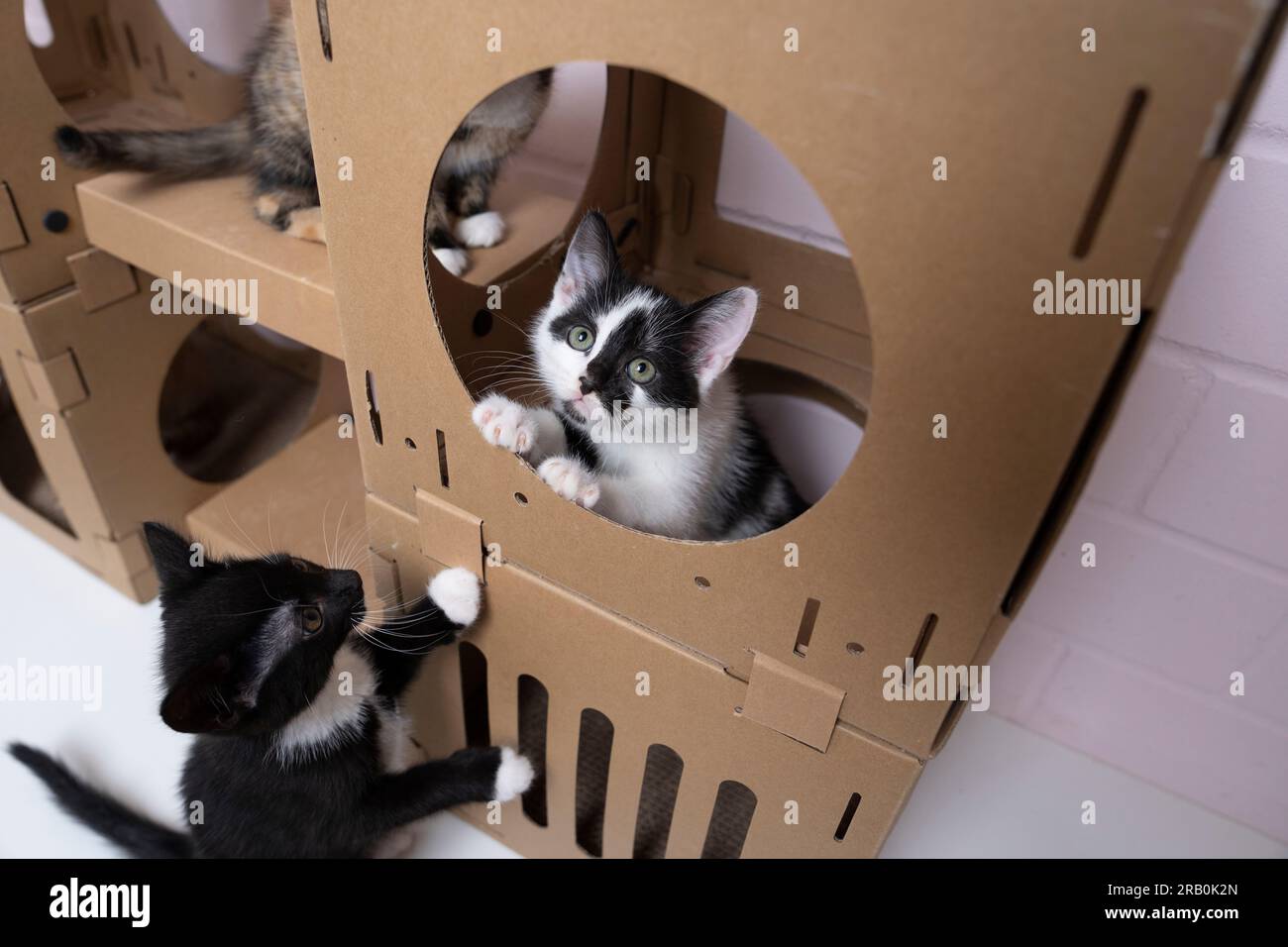 group of small kittens playing inside and outside of cardboard box ...