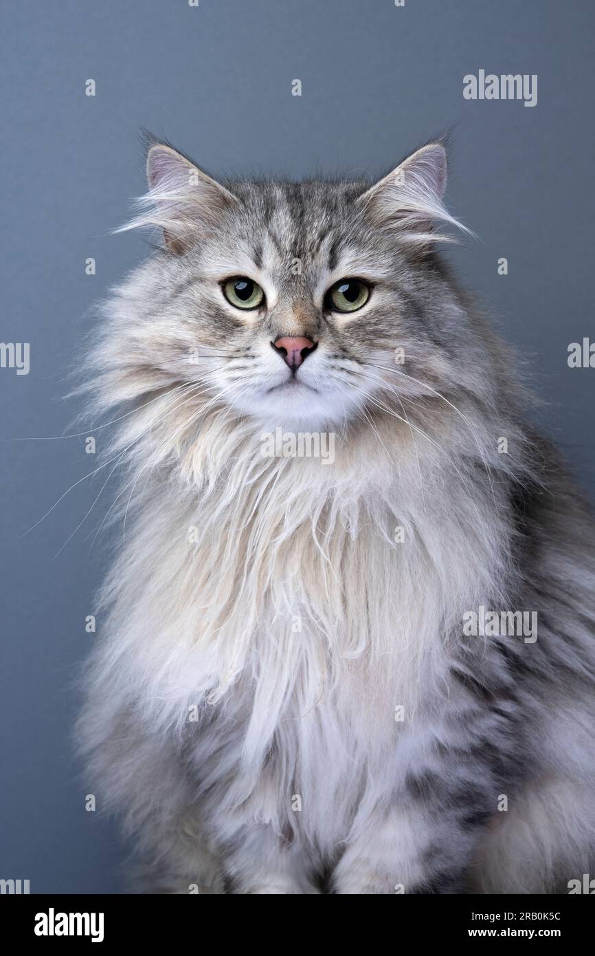 Gray Siberian Forest Cat