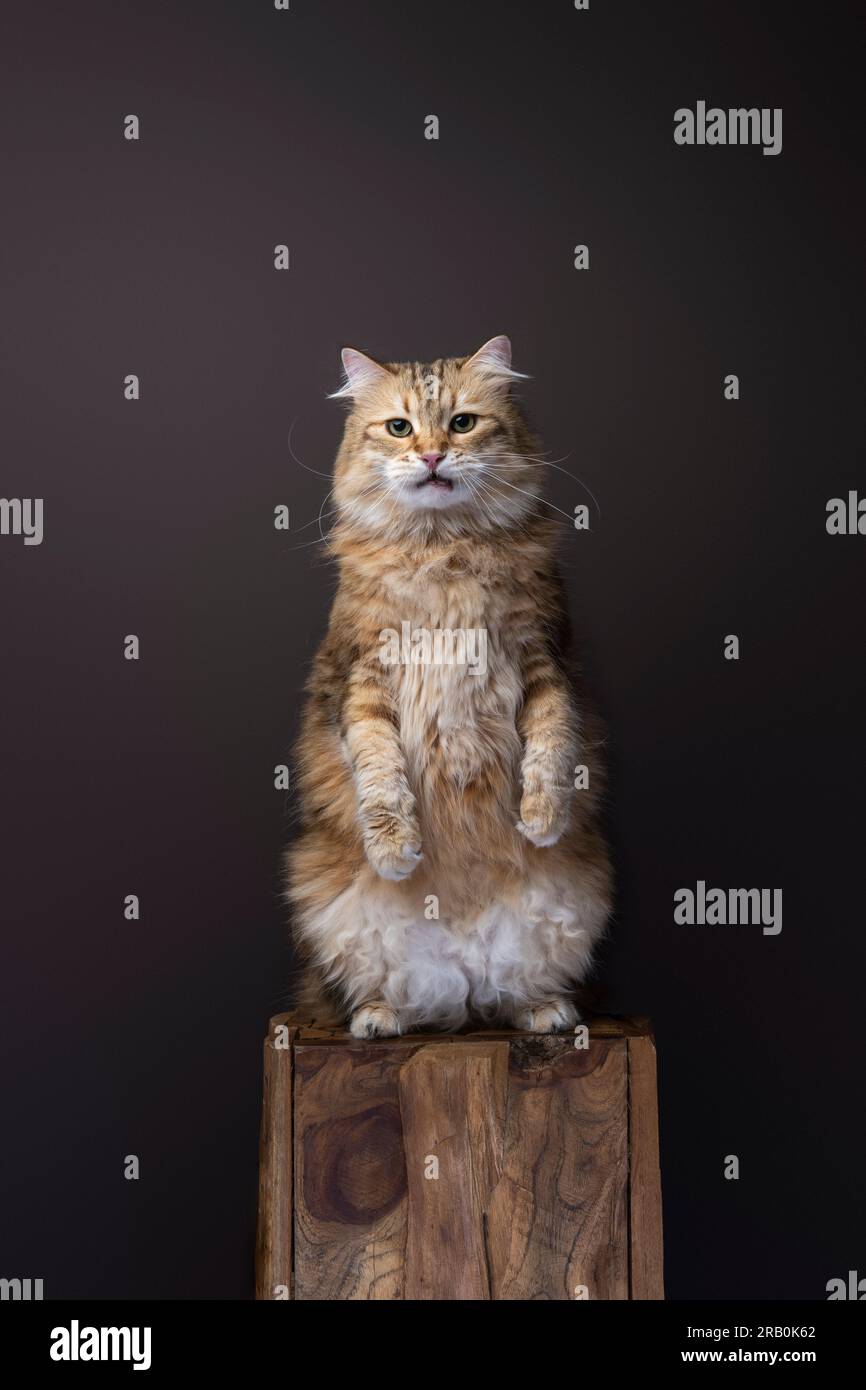 siberian cat rearing up standing on hind legs looking funny. studio ...
