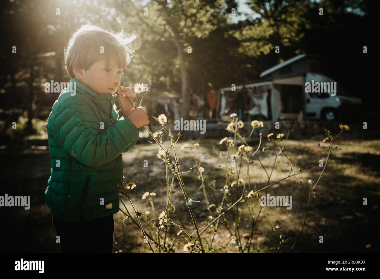 Boy smelling flowers at campsite, island Krk, Croatia Stock Photo - Alamy