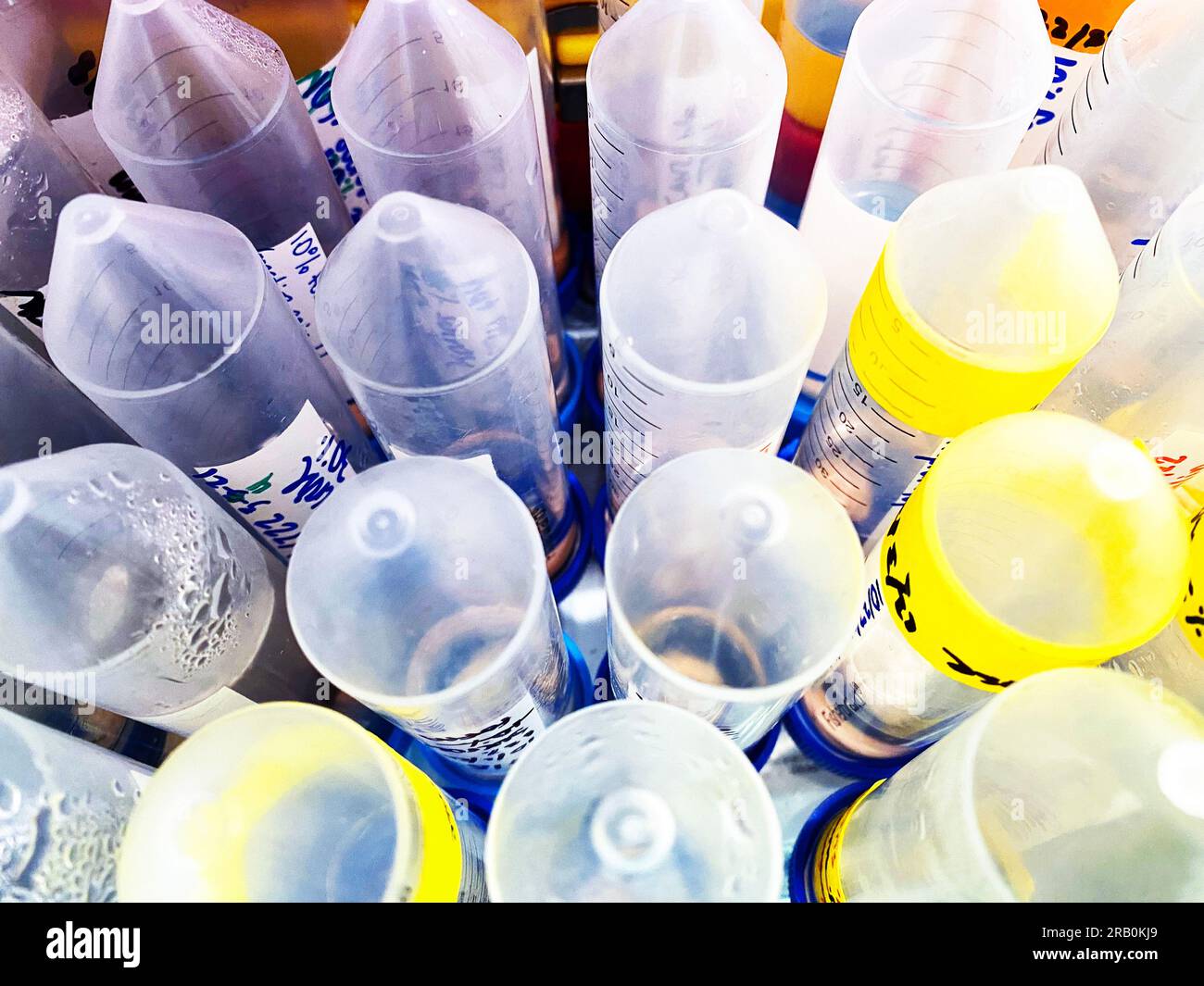 Test tubes or conical tubes in a lab, scientific laboratory Stock Photo ...