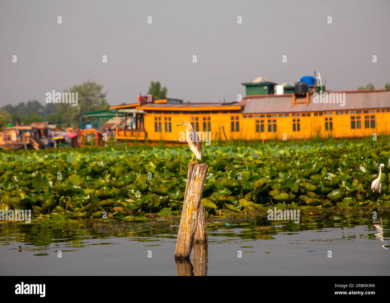 Kashmiri houseboats hi-res stock photography and images - Alamy