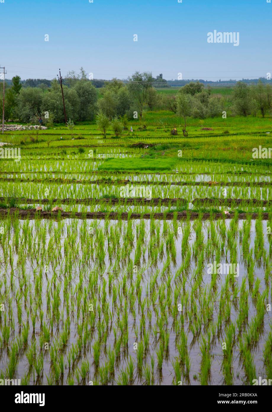 Rice field in the countryside, Jammu and Kashmir, Srinagar, India Stock ...
