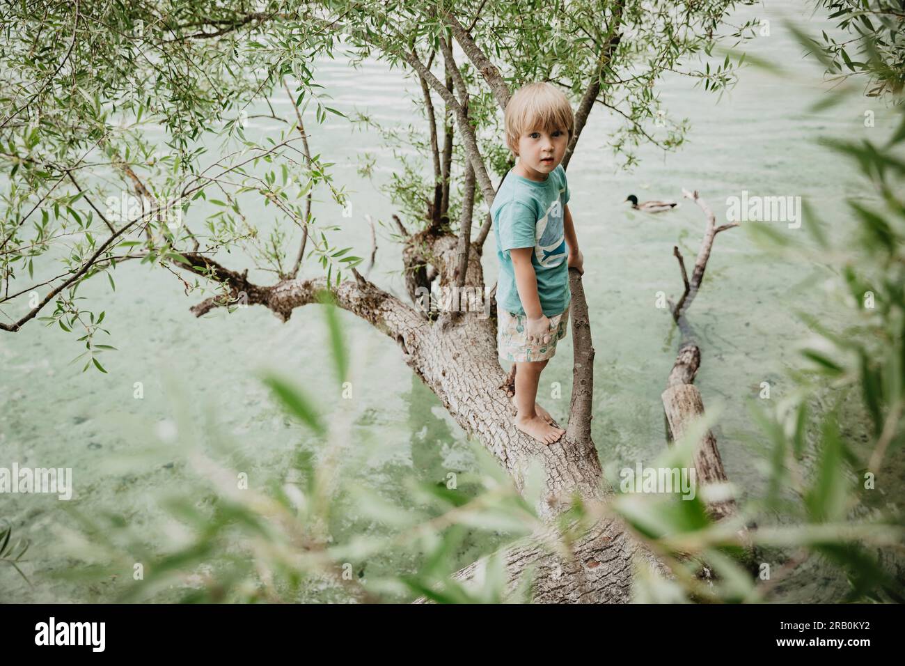 Boy climbing a tree Stock Photo - Alamy