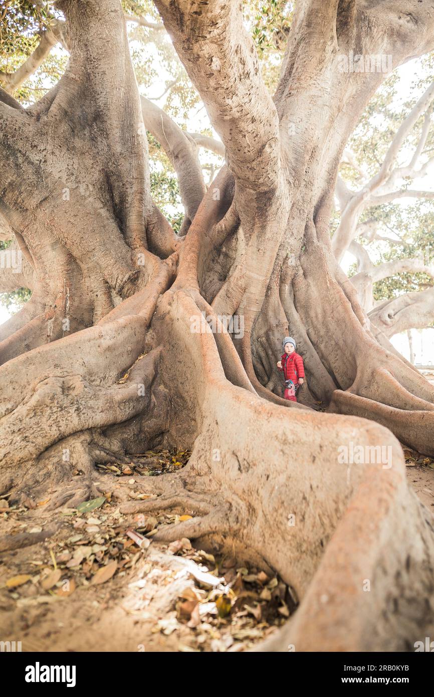Boy climbing a tree Stock Photo - Alamy