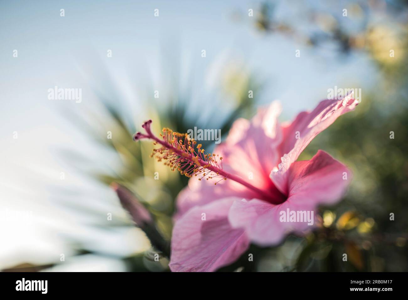 Hibiscus flower, Cadiz, Spain Stock Photo - Alamy