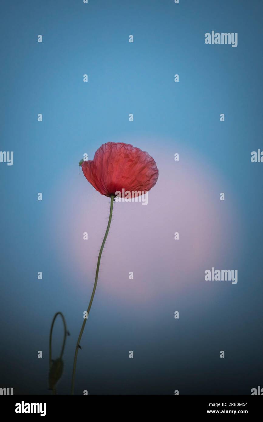 Beautiful flowering poppy in hi-res stock photography and images - Alamy