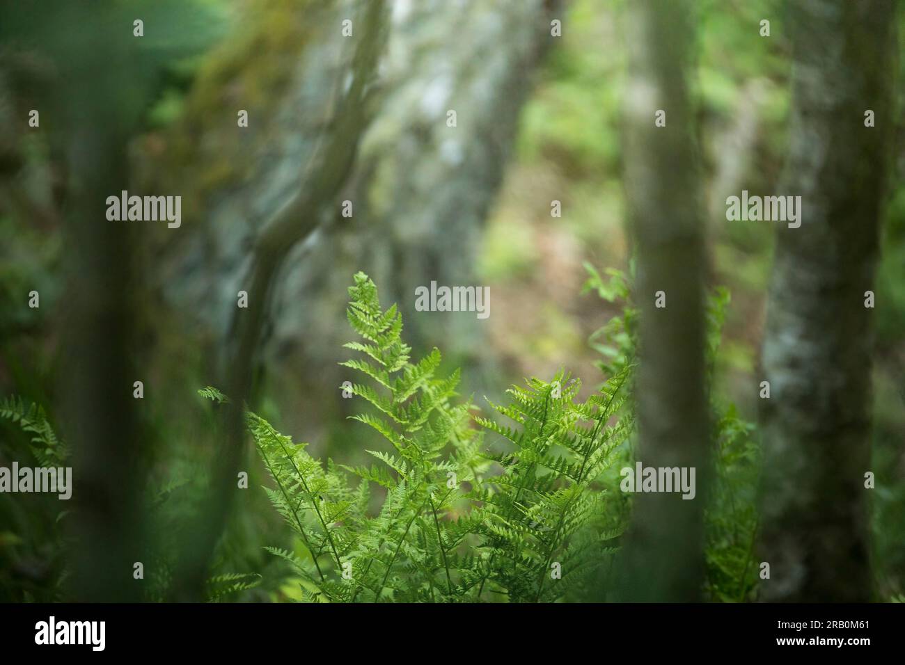 Bracken detail hi-res stock photography and images - Alamy