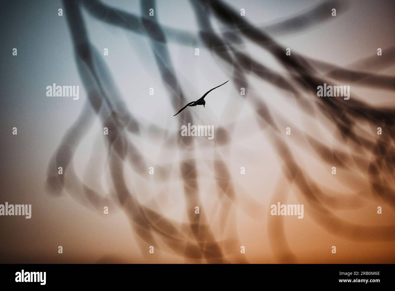 Spanish seagull hi-res stock photography and images - Alamy