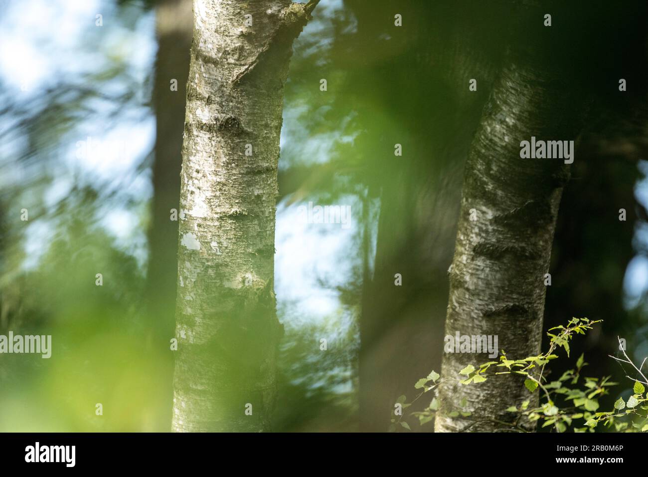 Birch trees in colorful forest Stock Photo - Alamy