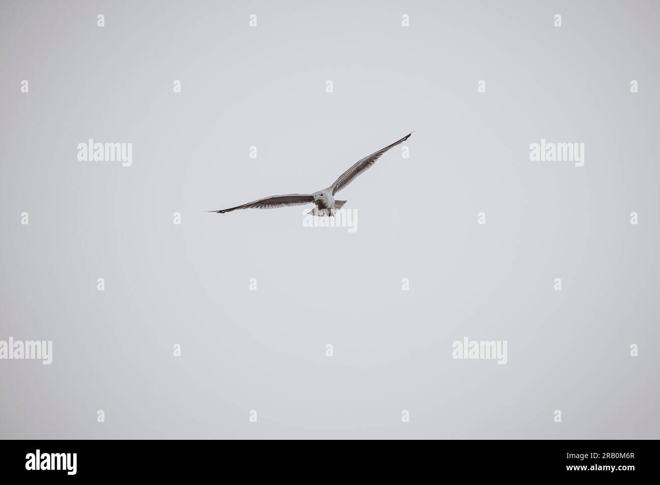 Spanish seagull hi-res stock photography and images - Alamy