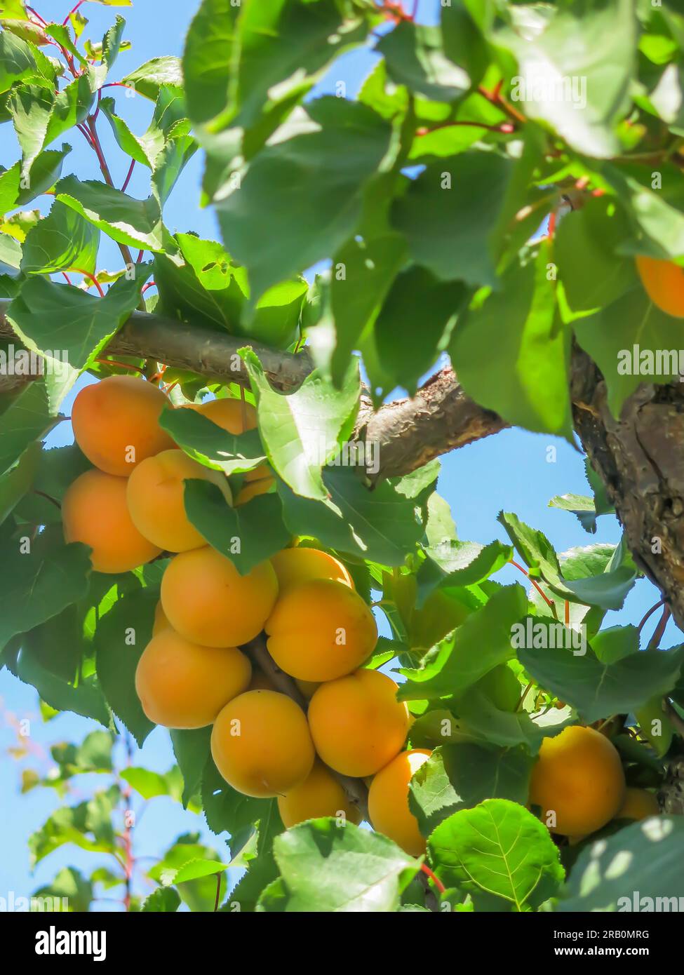 Ameniacaa hi-res stock photography and images - Alamy