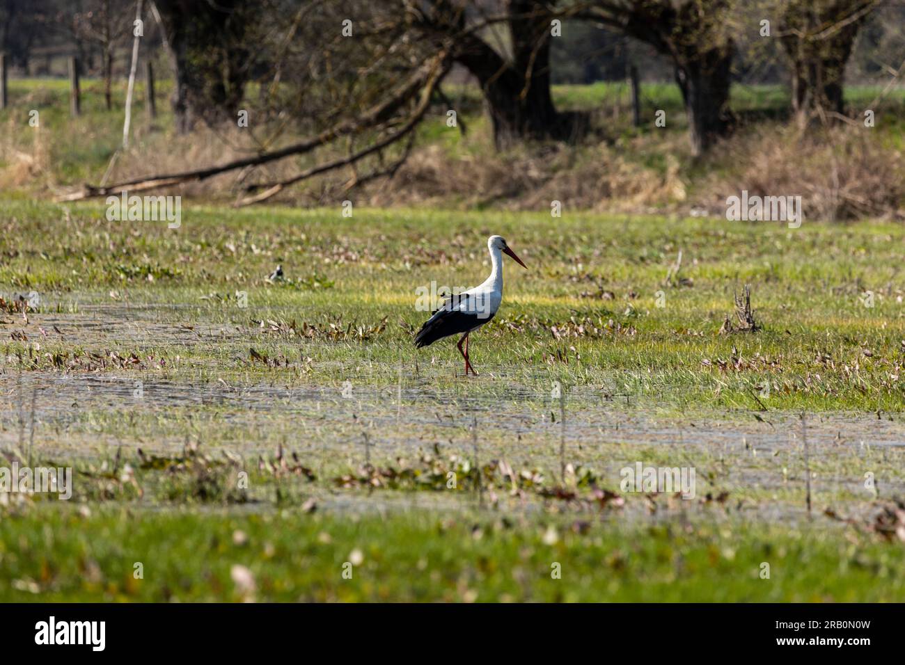 White stork searches for food in a paddock in spring Stock Photo - Alamy