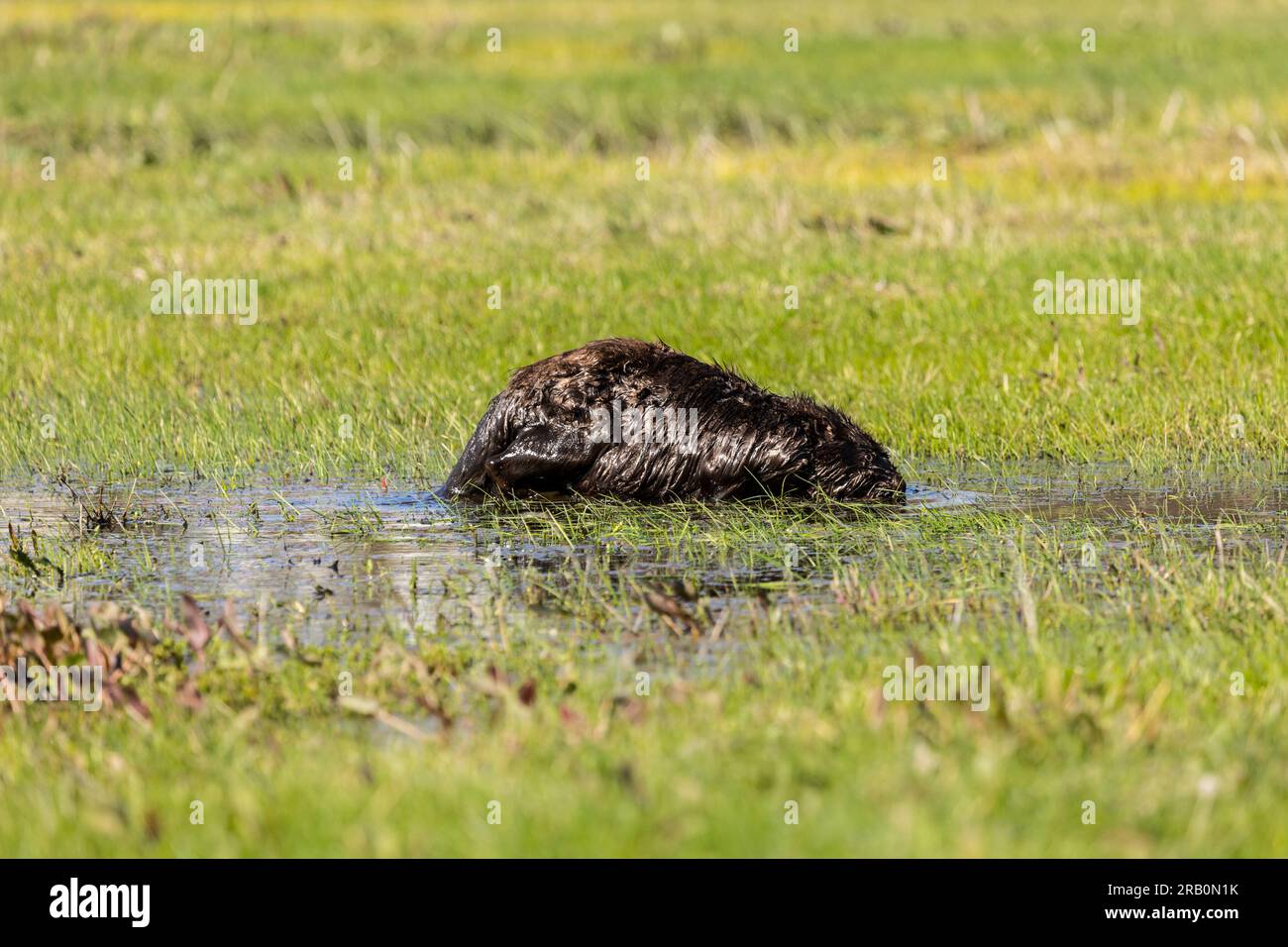 European beaver in Poland near Jackowo Dolne, Bug river Stock Photo - Alamy