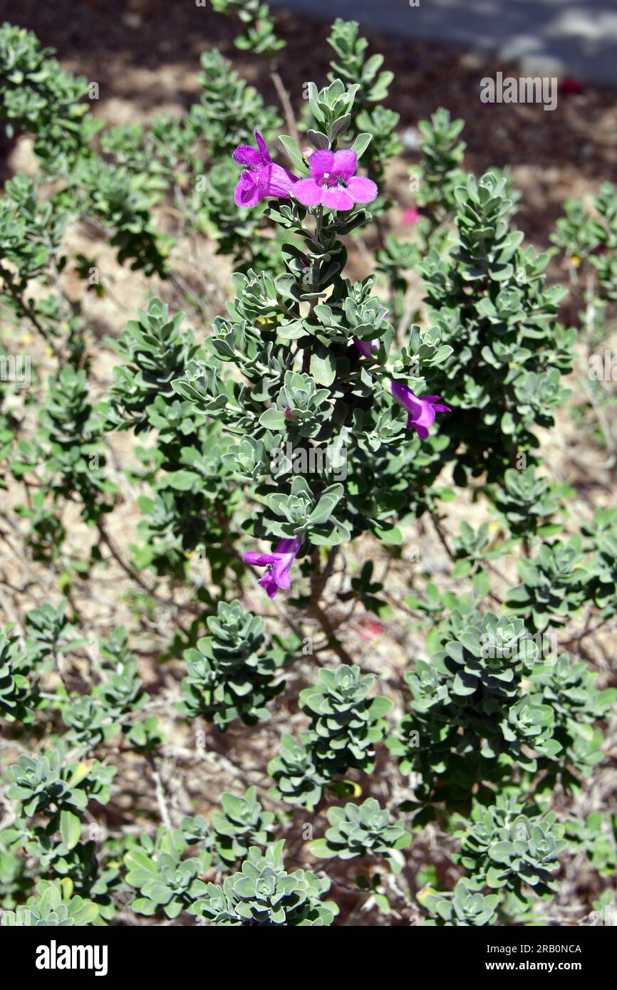 Texas sage, Texas Ranger, Texas rain sage, Leucophyllum frutescens ...