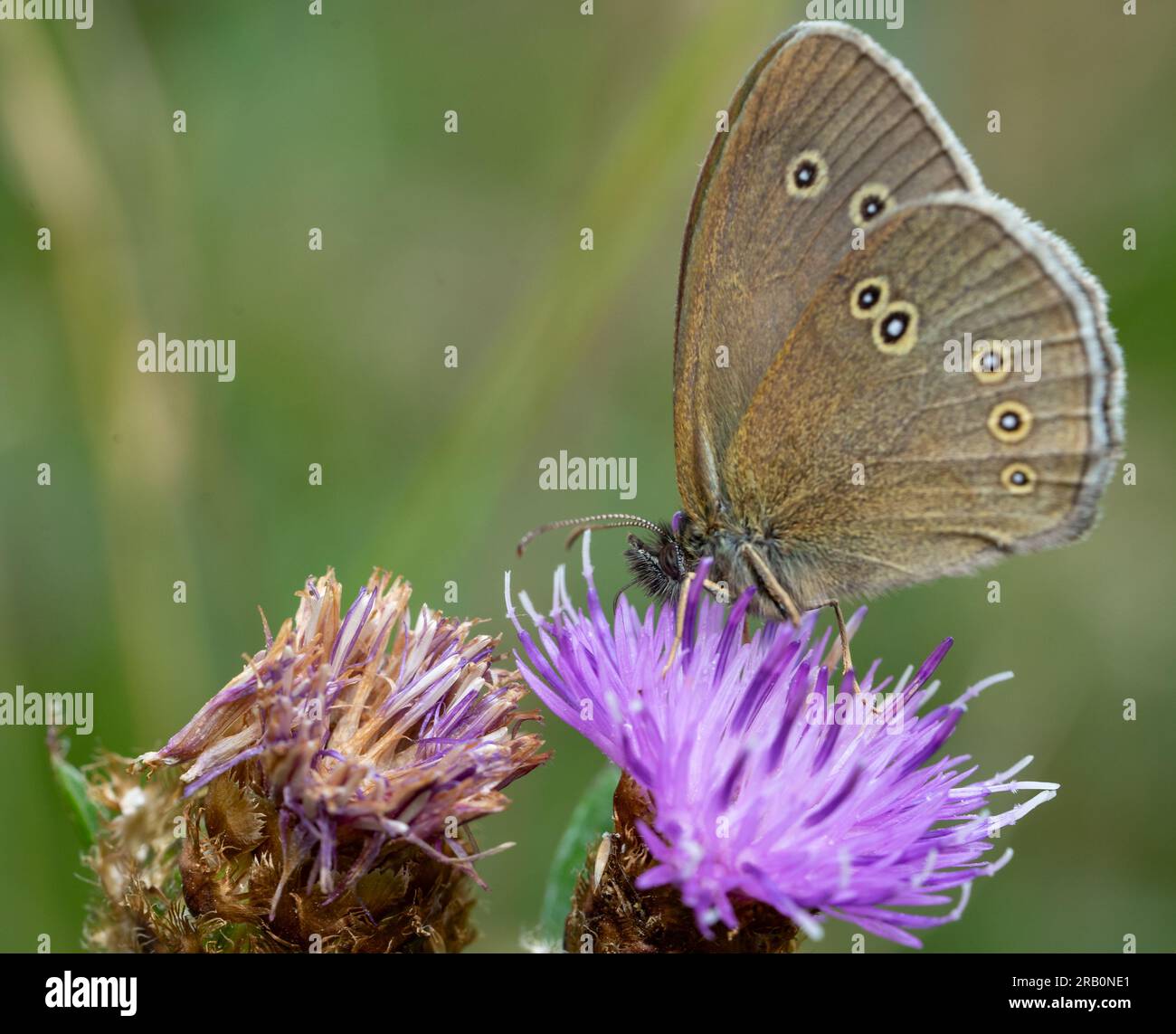 Aphantopus hyperantus ringlet butterfly on a thistle Stock Photo - Alamy