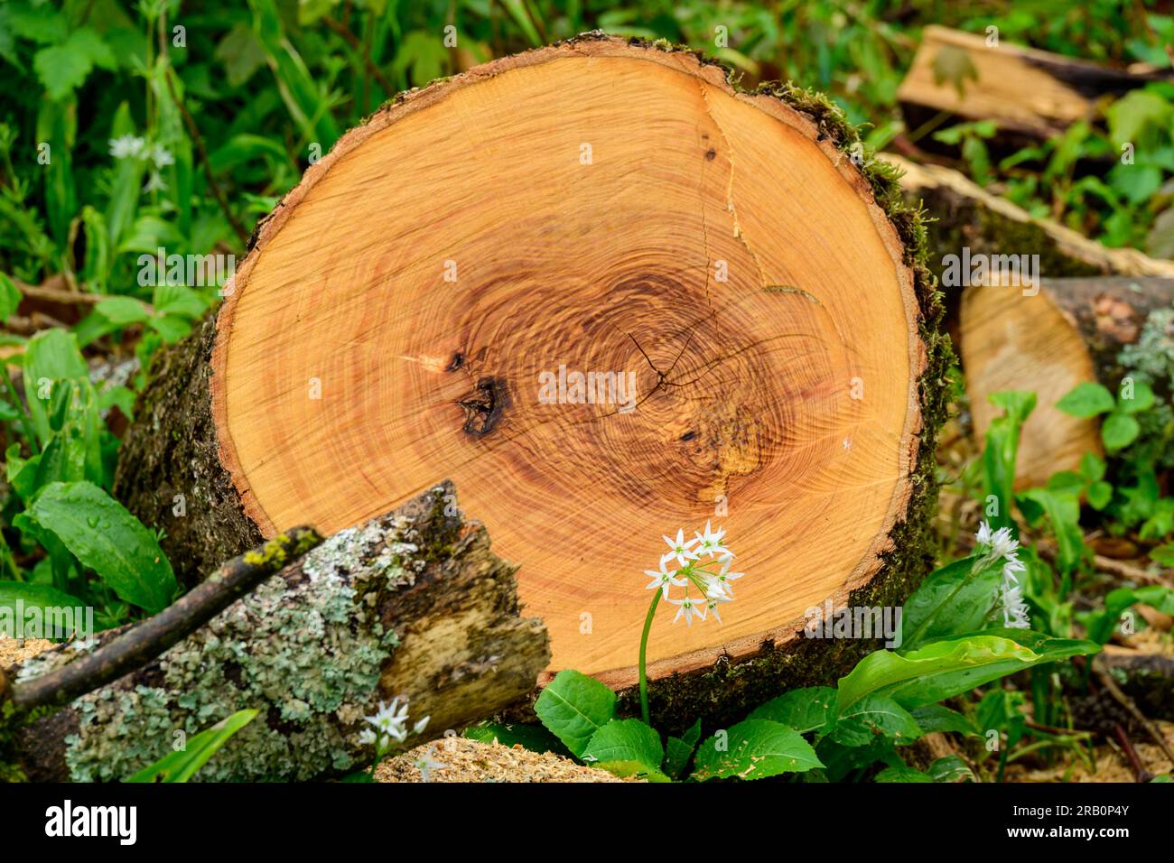 Tree slice with wild garlic flowers Stock Photo - Alamy