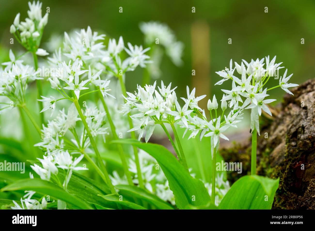 Wild garlic (Allium ursinum), plant species of the genus Allium Stock ...
