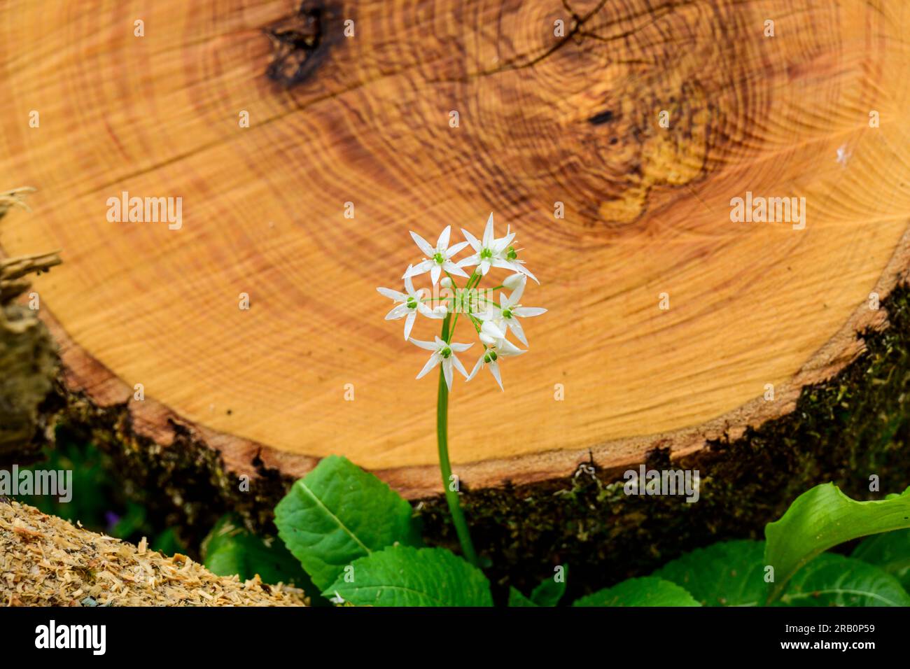 Tree slice with wild garlic flowers Stock Photo - Alamy