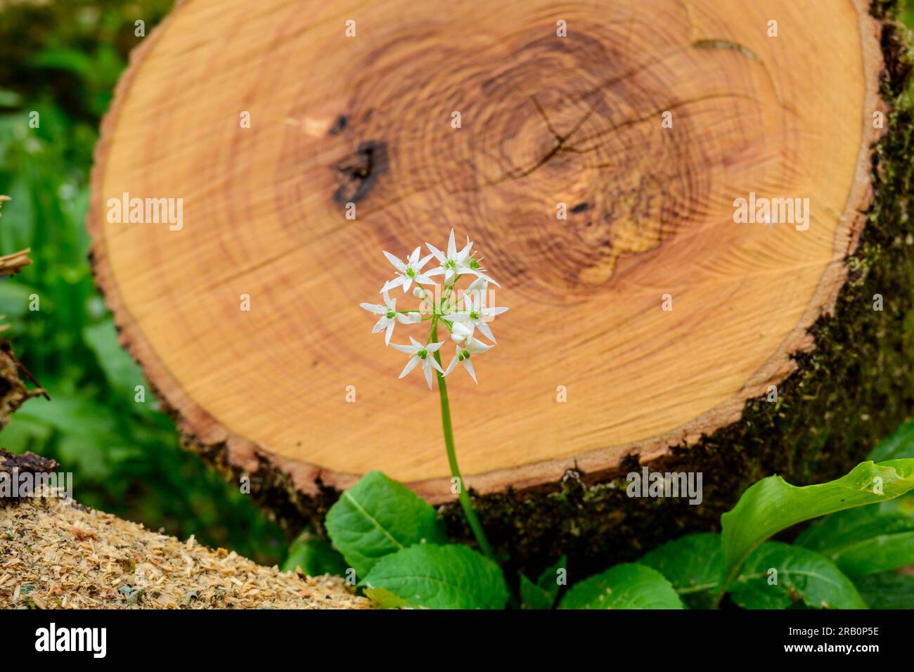 Tree slice with wild garlic flowers Stock Photo - Alamy