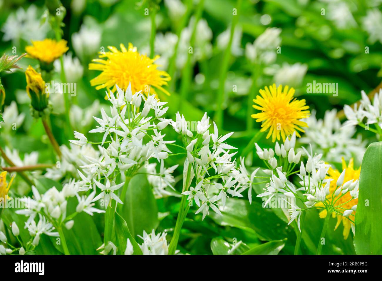 Wild garlic (Allium ursinum), dandelion with flowering wild garlic ...