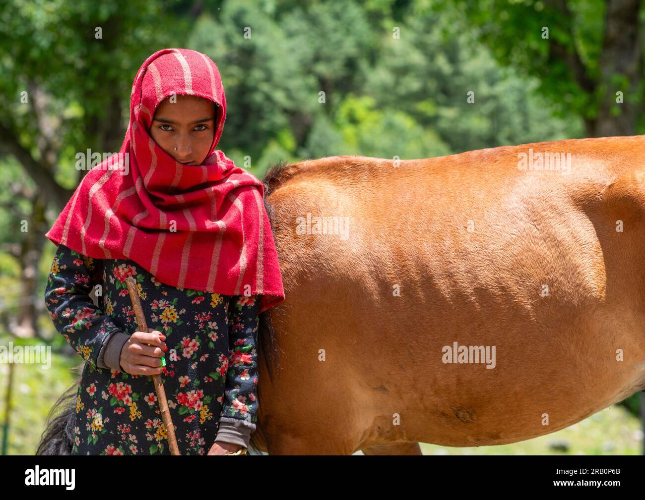 Girl with a cow hi-res stock photography and images - Alamy