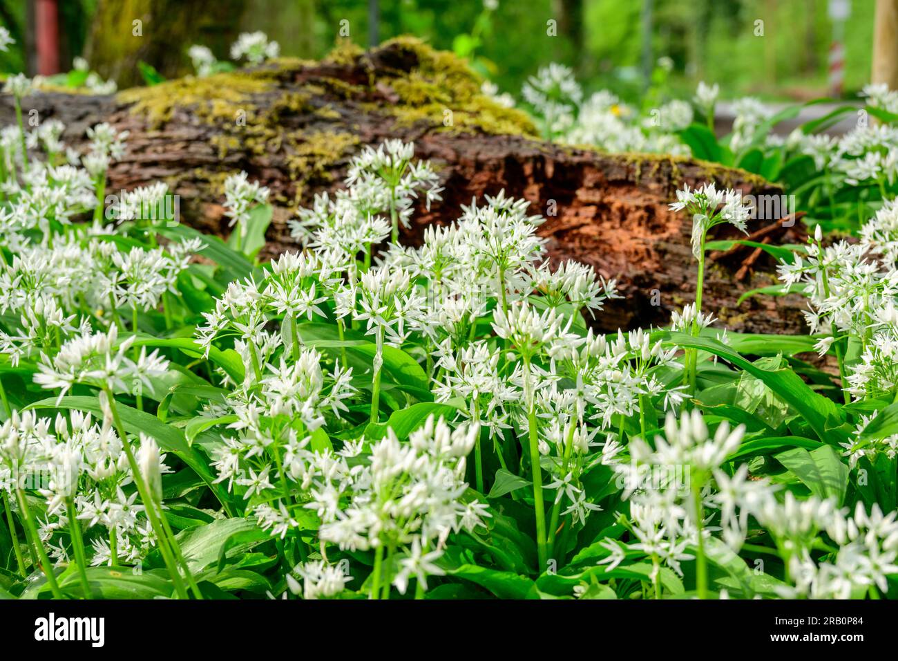 Wild garlic (Allium ursinum), plant species of the genus Allium Stock ...