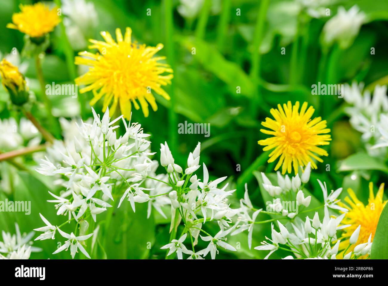 Wild garlic (Allium ursinum), dandelion with flowering wild garlic ...