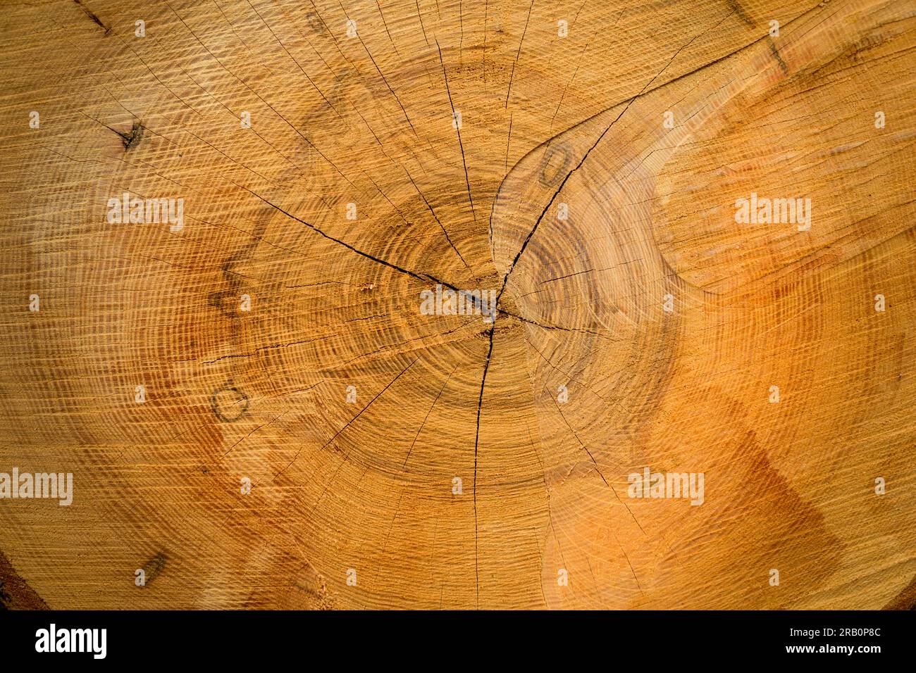 Tree slice with drying cracks Stock Photo - Alamy