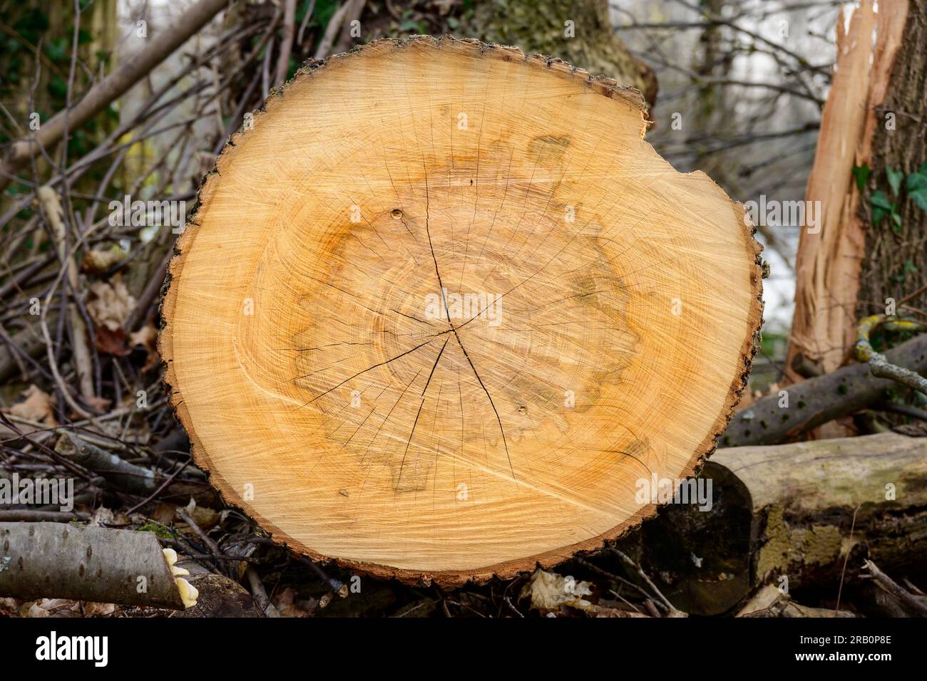 Tree slice with drying cracks Stock Photo - Alamy