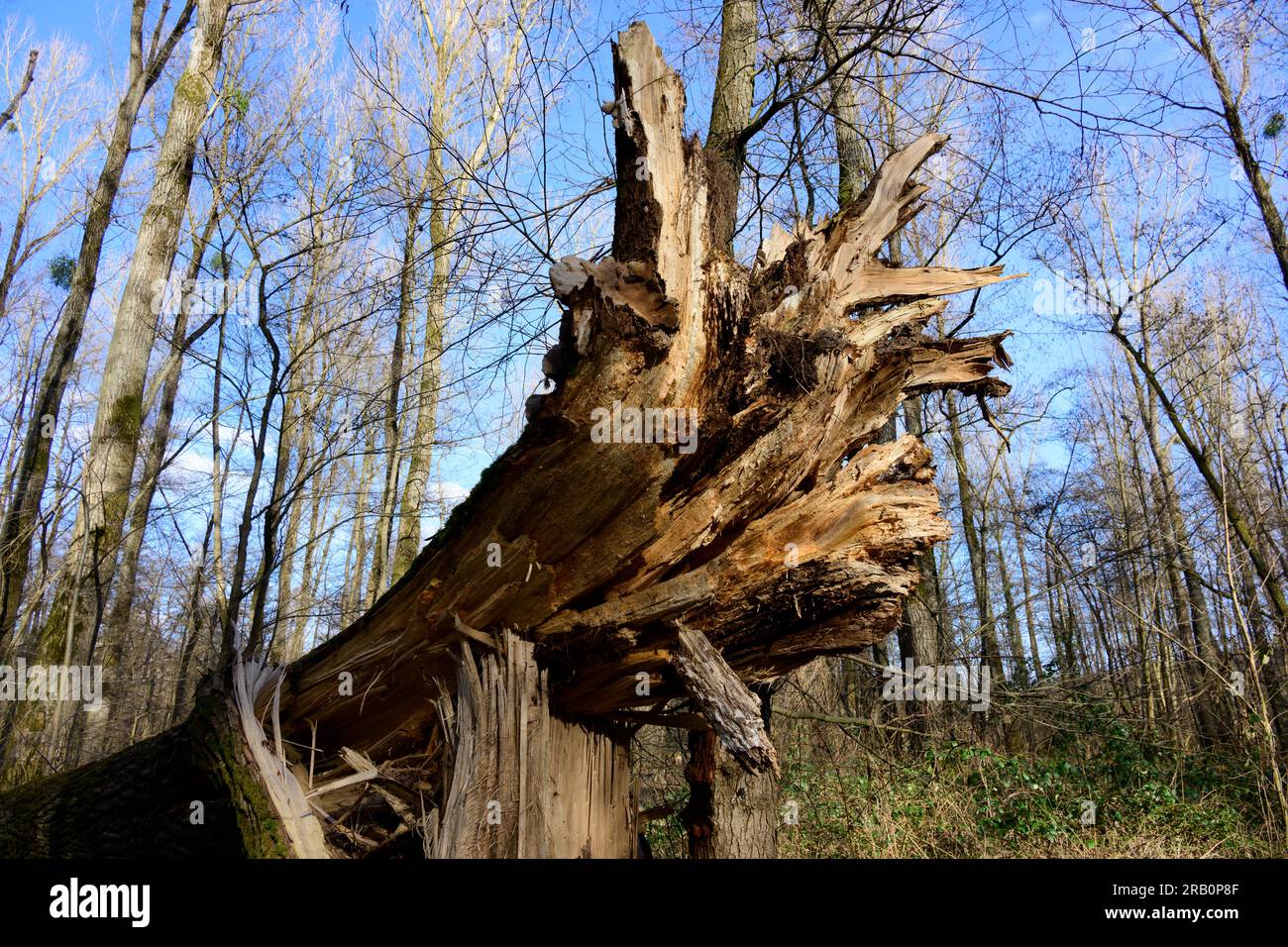 Fallen off tree hi-res stock photography and images - Alamy