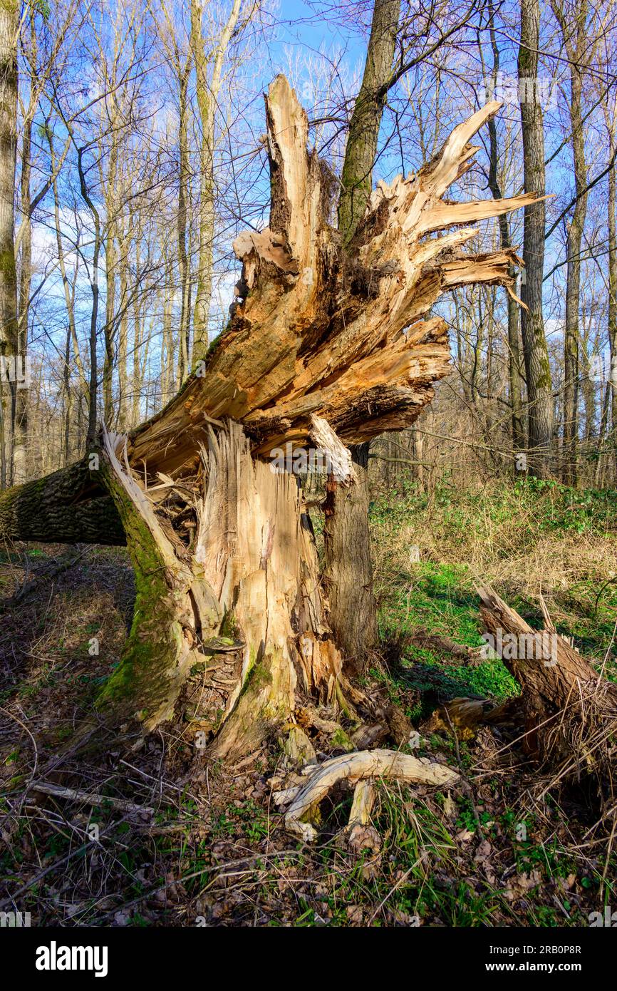 Fallen off tree hi-res stock photography and images - Alamy