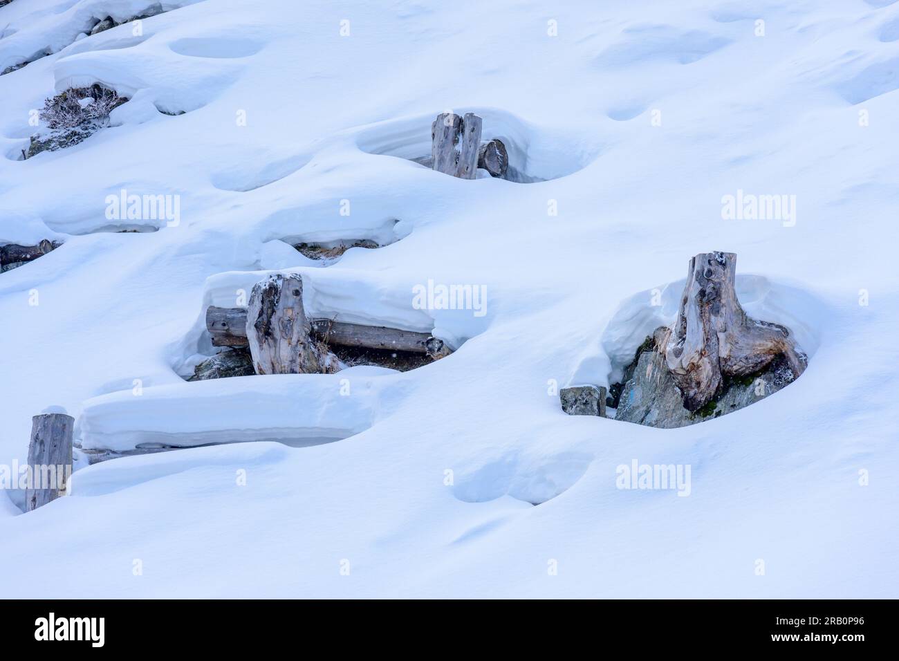 Tree stumps covered snow hi-res stock photography and images - Alamy