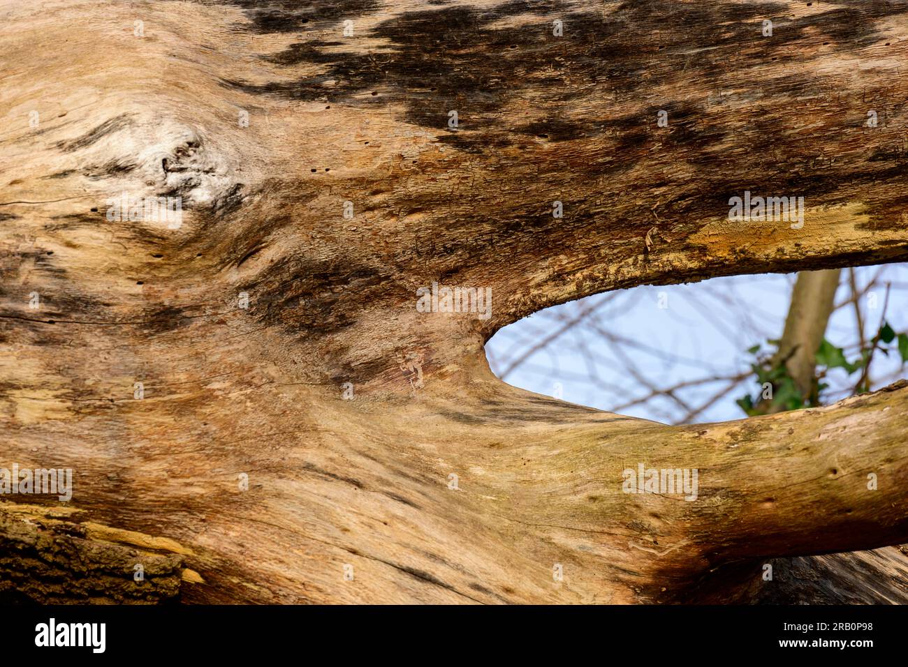 Old weathered tree trunk Stock Photo - Alamy