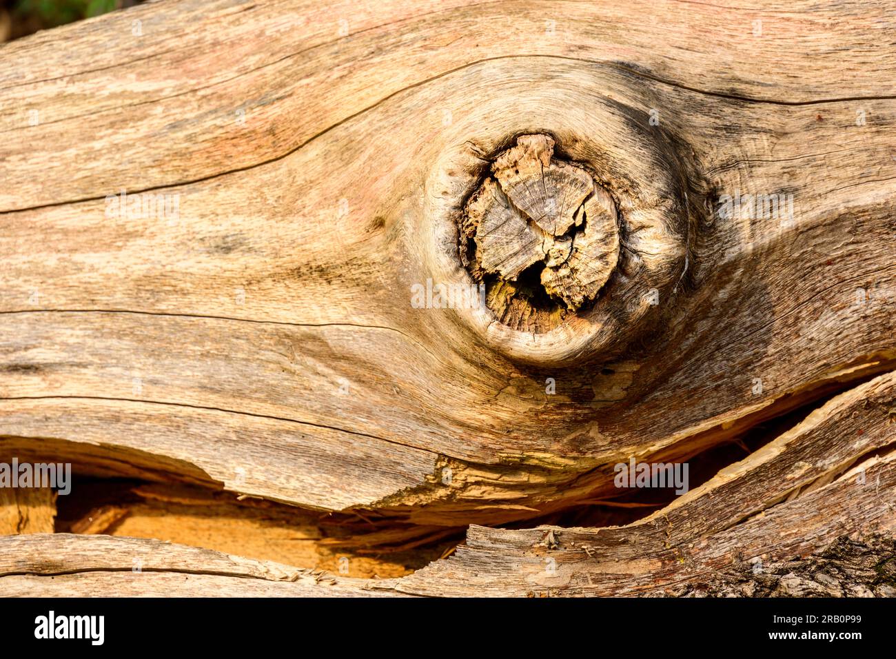 Old weathered tree trunk Stock Photo - Alamy